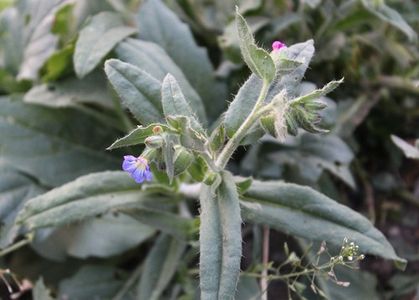 How to Grow and Care for Monkswort