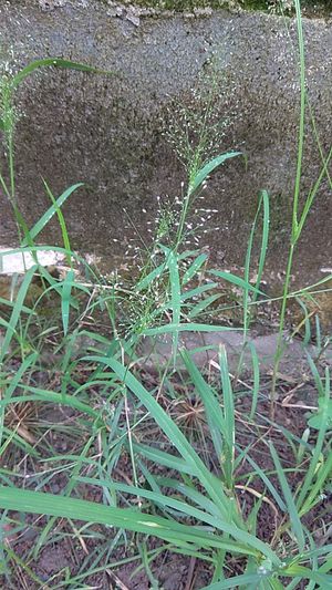 How to Grow and Care for Upland bentgrass