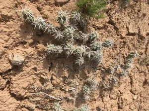 ¿Cómo se poda mi Grusonia clavata?