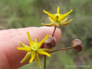 How to Prune Golden star-drops