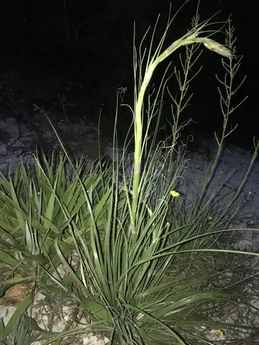 Devil's shoestring (Nolina lindheimeriana) Flower, Leaf, Care, Uses ...