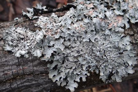 How to Grow and Care for Hammered shield lichen