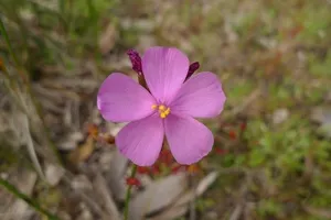 How to Prune Pink rainbow