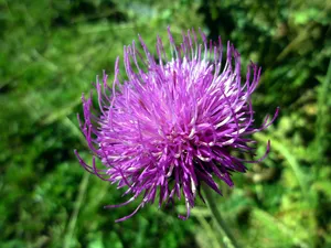 How to Propagate Tuberous thistle
