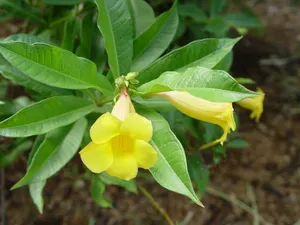 How to Prune Bush allamanda