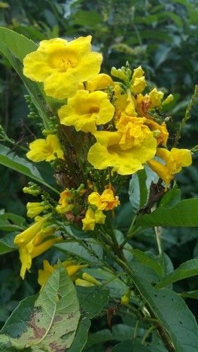 Cómo cultivar y cuidar una Tecoma castanifolia