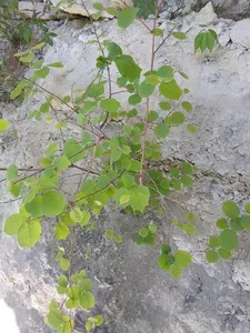 How to Prune Sycamore-leaf snowbell