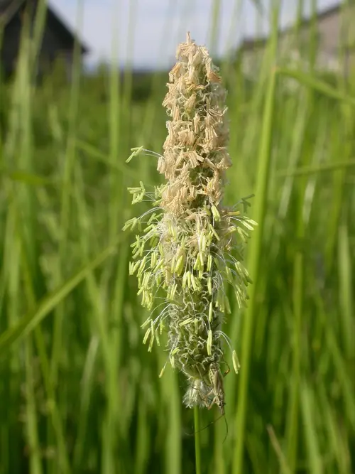 Creeping meadow foxtail (Alopecurus arundinaceus) Flower, Leaf, Care ...