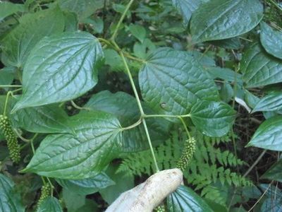 Piper capense - PictureThis