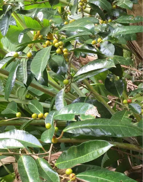 Mountain fig dapasan (Ficus nervosa) Flower, Leaf, Care, Uses - PictureThis