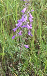 How to Propagate Siberian bellflower