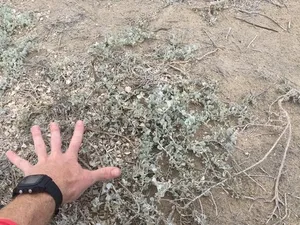 How to Propagate Atriplex barclayana