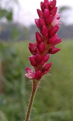 Pale smartweed (Persicaria lapathifolia subsp. lapathifolia) - PictureThis