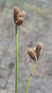 How to Prune Southern umbrella-sedge