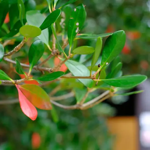 How to Plant and Grow Japanese ternstroemia(Ternstroemia gymnanthera)