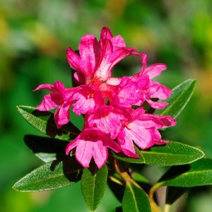 Laurel rosa - Rhododendron ferrugineum (Cuidado, Características, Flor ...