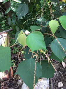 How to Prune Turn-in-the-wind