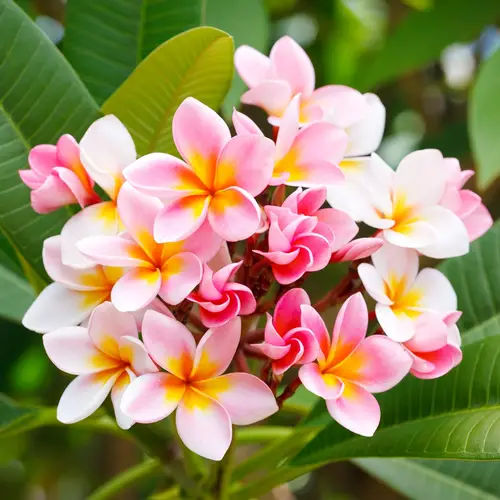 Alhelí (Plumeria rubra) - PictureThis
