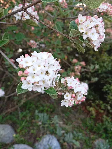 How to Plant and Grow Koreanspice viburnum 'Compactum'(Viburnum ...