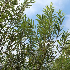How to Grow and Care for Arroyo willow