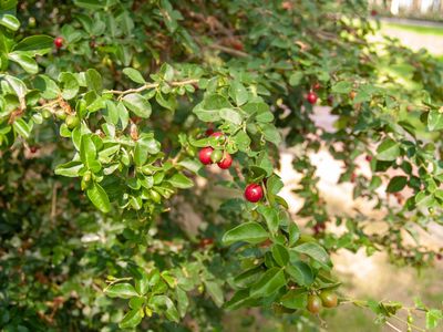 How to Grow and Care for Chinese scarlet rowan
