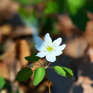 How to Prune Rue-anemone