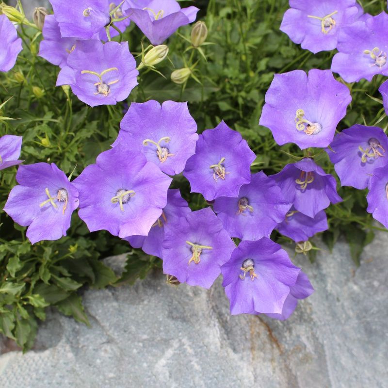 Is Tussock bellflower Safe for Pets?