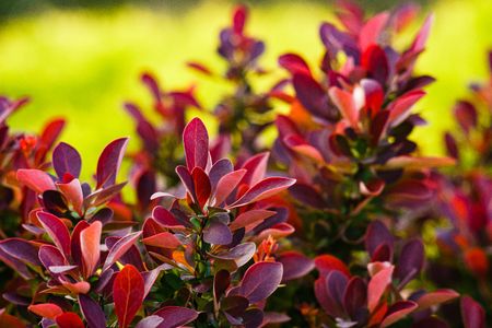 How to Grow and Care for Japanese barberry 'Fireball'