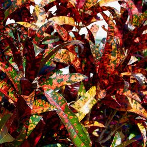 How to Grow and Care for Croton 'Batik'