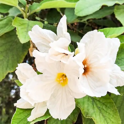 Anacahuita (Cordia boissieri) - PictureThis