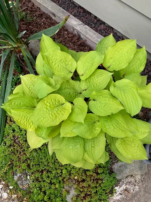 Hosta hybrid 'Designer Genes' - PictureThis