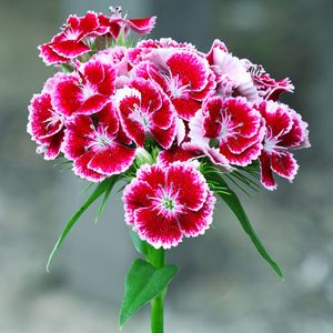 How to Grow and Care for Sweet william