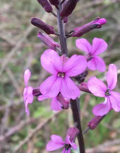 How to Prune Purple mistress