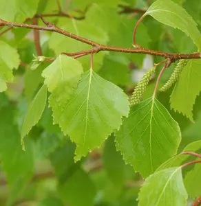 Where To Place Gray birch In Feng Shui? (Characteristics, Direction ...