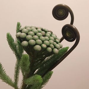 How to Grow and Care for Berzelia