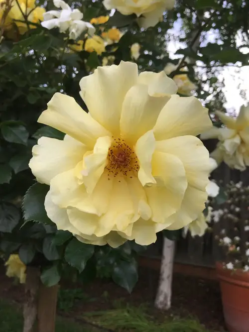 Rosa de té (Rosa odorata) - PictureThis