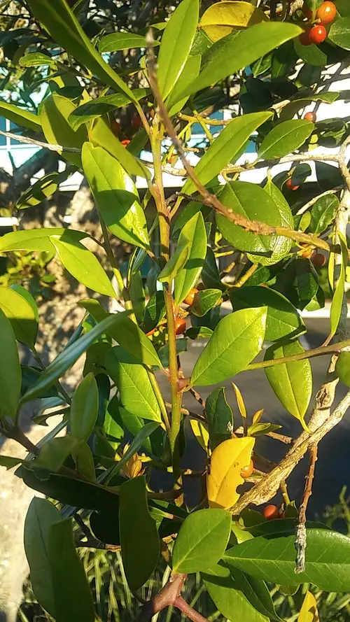 How to Plant and Grow White pear(Apodytes dimidiata)