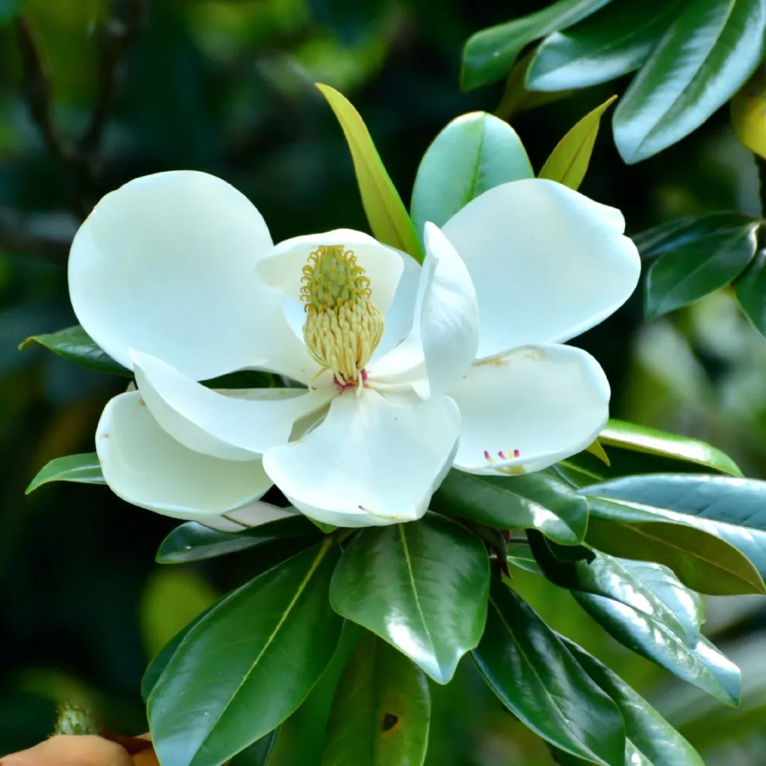 Southern Magnolia Tree In Bloom