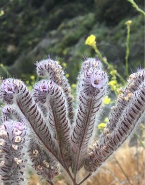 Caterpillar phacelia (Phacelia cicutaria) - PictureThis