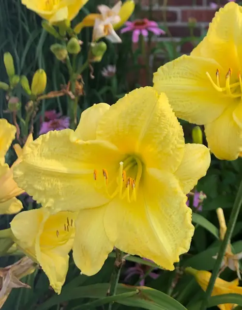 Hemerocallis hybrid 'Berlin Lemon’ Flower, Leaf, Care, Uses - PictureThis