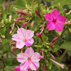 How to Grow and Care for Four o'clock flower