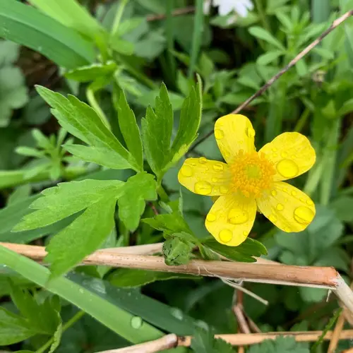 Ranunculus hispidus - PictureThis