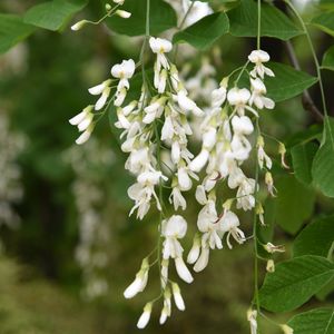 Yellowwood (Cladrastis kentukea) - PictureThis