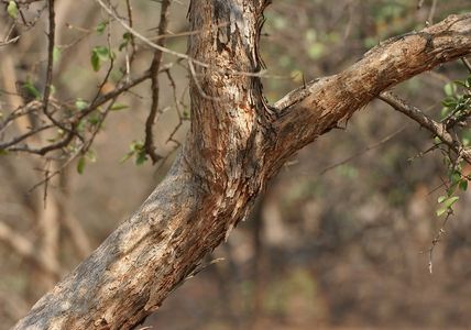 Governor's plum - Flacourtia indica (Taxonomy, Characteristics ...