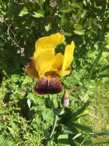 How to Prune Bearded iris 'Rajah'