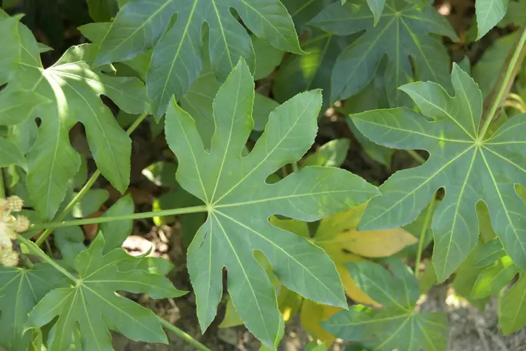 How to Plant and Grow Paperplant(Fatsia japonica)