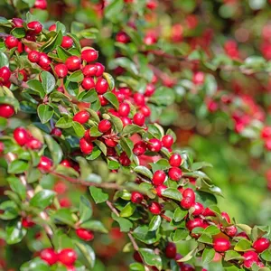 How to Prune Rockspray cotoneaster