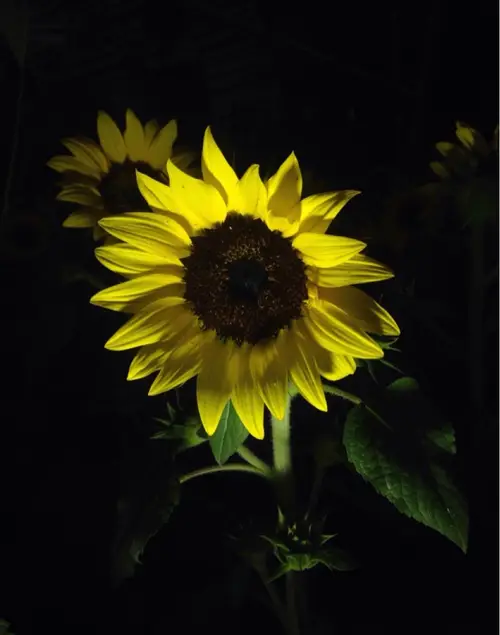 How to Plant and Grow Sunsation Yellow Sunflower(Helianthus annuus ...