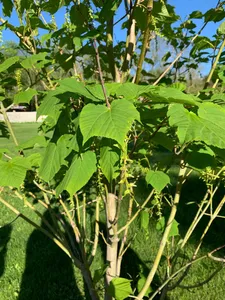 How to Propagate East asian stripe maple