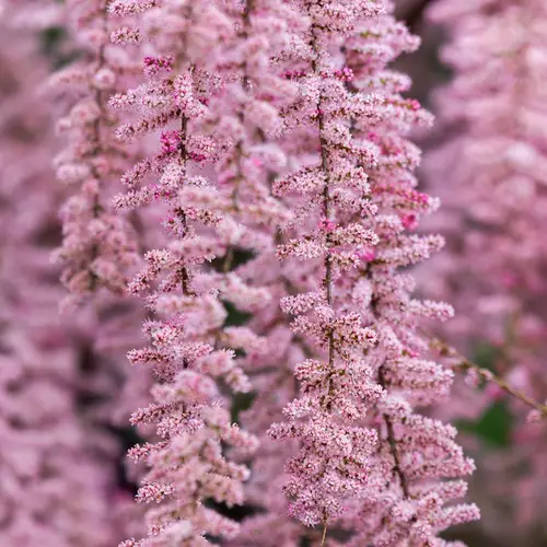 How to Plant and Grow Smallflower tamarisk(Tamarix parviflora)
